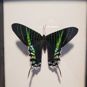 The Green-banded Urania Moth, Urania Leilus, Wings Folded OR Mounted ...