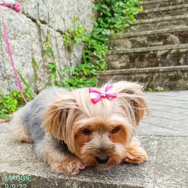 Dog Hair Bow, Dog Hair Clip, Puppy Bows, Yorkie Bow, Puppy Bows Girl ...