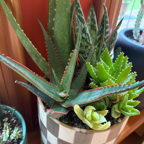 Aloe "swordfish" 1 Plant PPAF Hybrid , Fully Rooted, Flowering ...