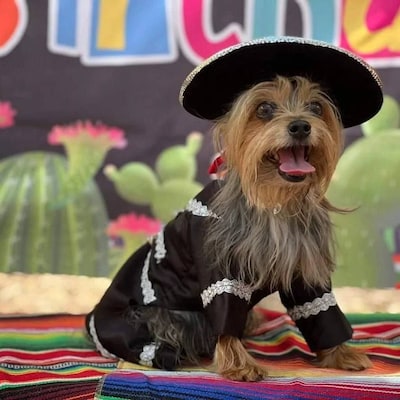 Premium Mariachi Dog Costume / Mariachi Outfit for Dogs/ Mexican Dog ...