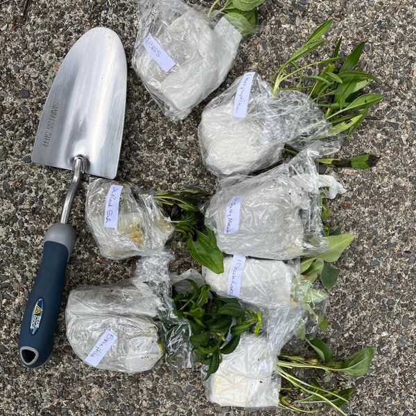 5 Mixed Coreopsis Starter Perennials. Loves Sun. Super Easy to Grow ...
