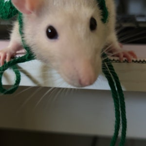 Rat Name Cage Decal for Rat Cage Custom Sign for Rat Cage Accessory for ...