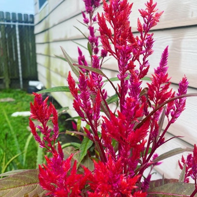 Red Callaloo Amaranth Seeds 600: Certified Organic, Non-gmo, Heirloom ...