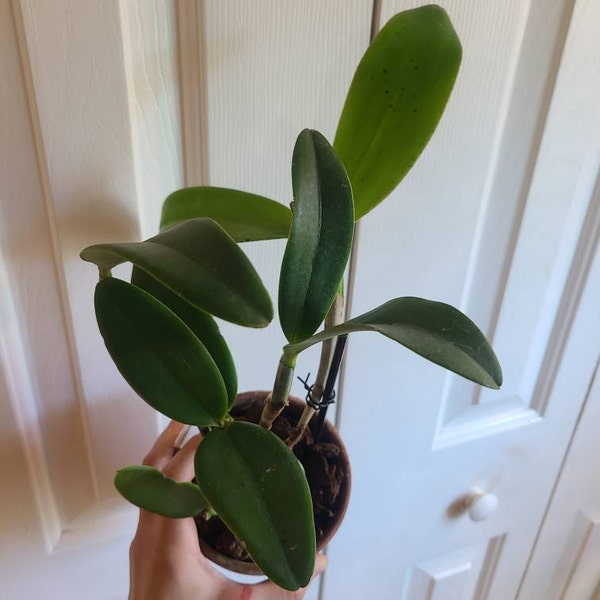 Husky Plant , Ruby Velvet Red Phalaenopsis Formosa Ruby 'brilliant' - Etsy