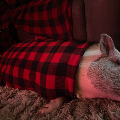 Fleece Strap Sweater Double Layer Pig Coat With Leash Hole Mini Pig ...