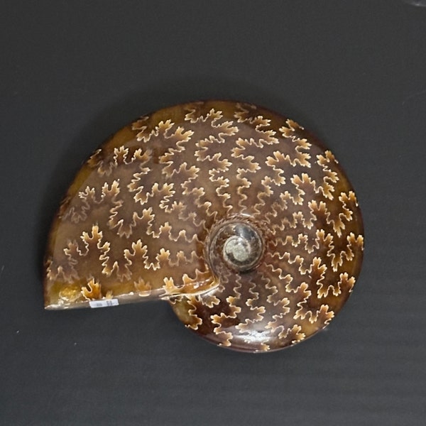 Megalodon Shark Tooth Fossil in Display Case - Etsy