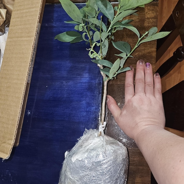 Rabbiteye Blueberry ‘titan’ - Etsy