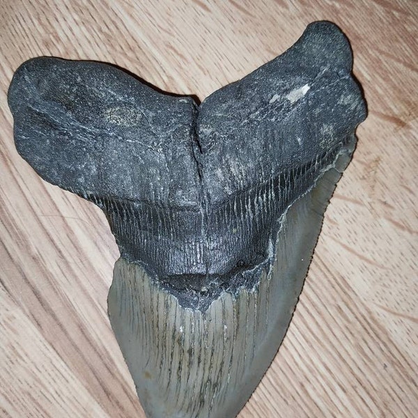 5 Ice Age Turtle Shell Fossils From Florida - Etsy