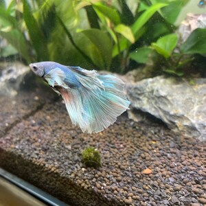 Java Moss Ball Nano Packs Live Aquarium Plant for Terrariums - Etsy