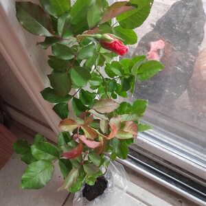 Viburnum Plicatum 'popcorn' Live Plant Perennial Shrub White Snowball ...