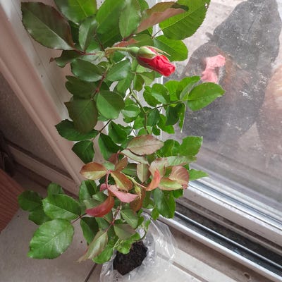 Viburnum Plicatum 'popcorn' Live Plant Perennial Shrub White Snowball ...