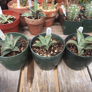 Opuntia Fragilis potato Cactus COLD HARDY CACTUS - Etsy
