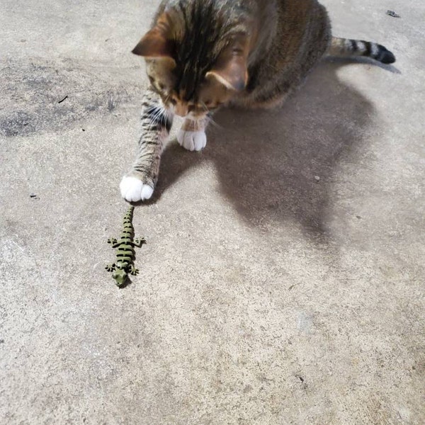 Kitty Lizard Articulated Cat Toy - Etsy