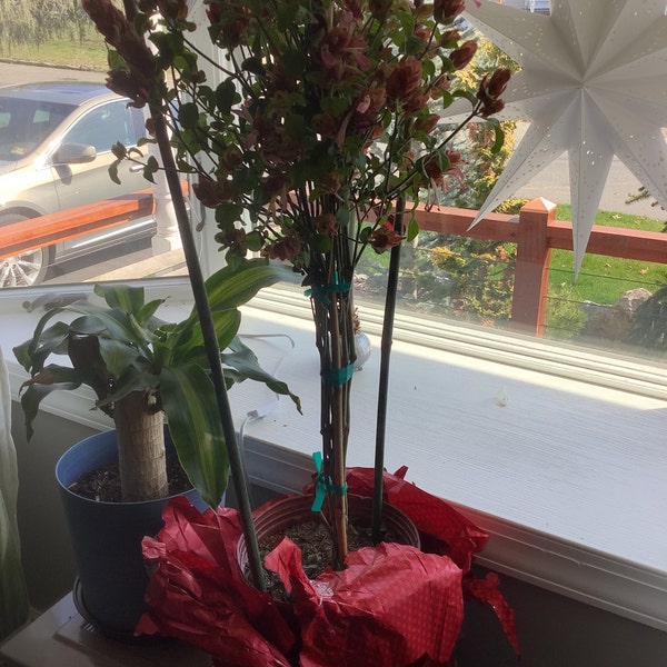 Red Shrimp Plant Braided Flower Tree - Live Plants - Exotic Plants ...