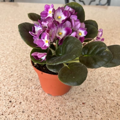 4pot of ZZ Plant Zamioculcas Zamiifolia Zee Zee Plant - Etsy