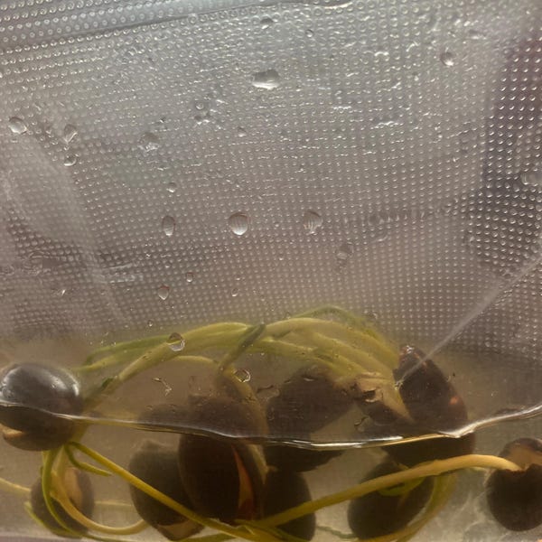 50pcs Pink Pooh Sunflower Seeds Unique Pink Blooms Non-gmo, Heirloom ...