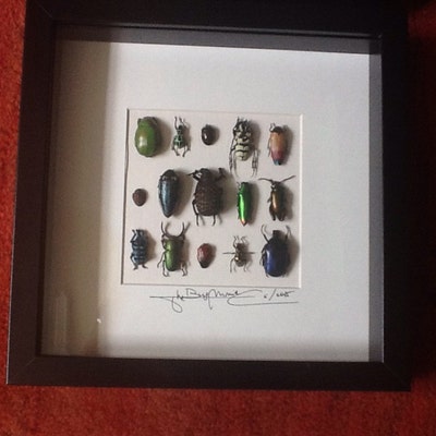 Shadow Box With Real Insects : Taxidermy Frame With Mounted Insects and ...