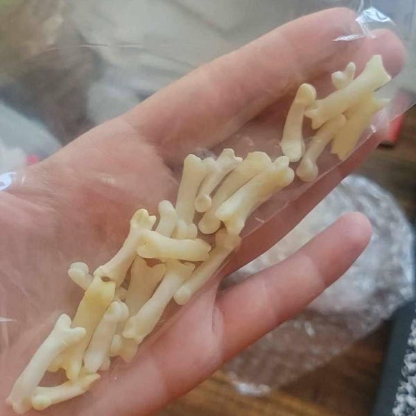 20 Real Bobcat Toe Bone Mountain Man Craft Art Supplies Jewelry ...