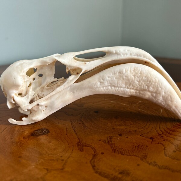 Puma or Mountain Lion Skull Replica (museum Quality) - Etsy