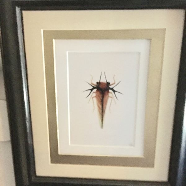 Proboscis Bat Watercolor Painting, Rhynchonycteris Naso Framed Painting ...