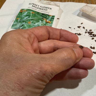 Andrographis Seeds andrographis Paniculata Packet of 100 Seeds Palm ...