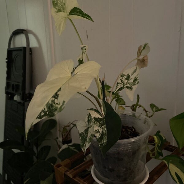 Philodendron Pink Princess 6" Potted Plant - Etsy