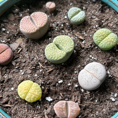 Lithops C350a BIG TEETH/L. Otzeniana 'green Form' Ex 0.70.9/3.5 Years ...