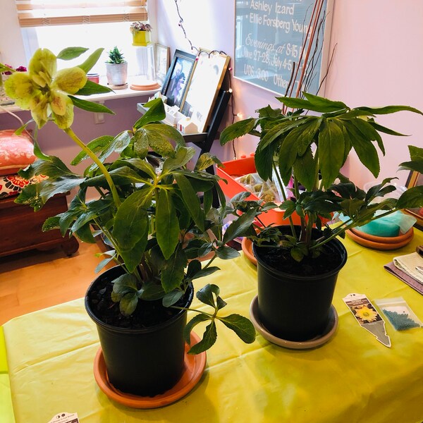 Helleborus ‘first Dance' WEDDING PARTY® Series - Etsy