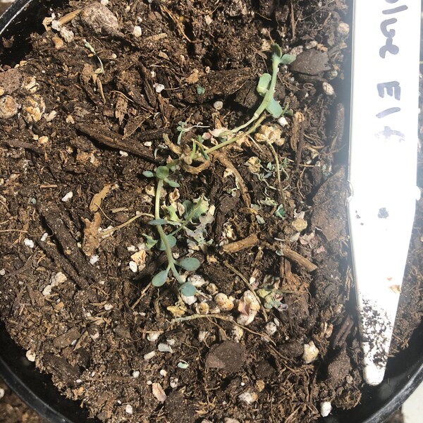 Thuja Plicata Hogan, Narrow Upright Western Red Cedar, Evergreen ...