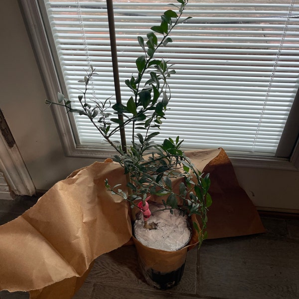 Finger Lime Tree , 1/2 Gallon Pot - Microcitrus Australasica in Half ...