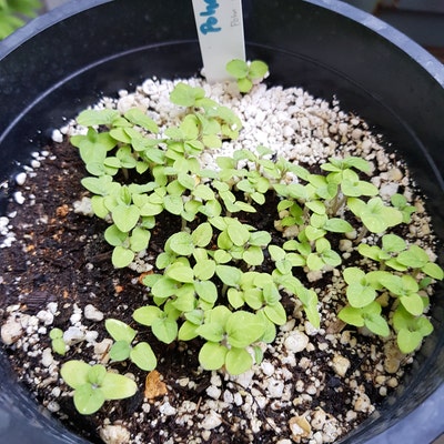 Poha Berry/physalis Peruviana/cape Gooseberry/maui Seeds/fruit Seeds ...