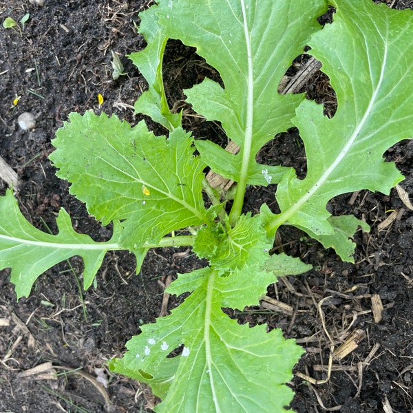Cabbage, Napa Michihili Heading - 100 Seeds - Heirloom Vegetable - Open ... Cabbage, Napa Michihili Heading - 100 Seeds - Heirloom Vegetable - Open ...
