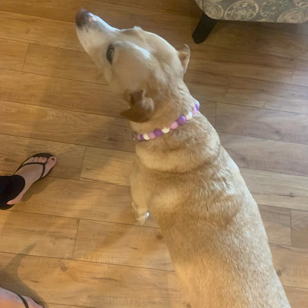 Easter Beaded Dog Collar, Fancy Cat Necklace, Waterproof Dog Collar ...