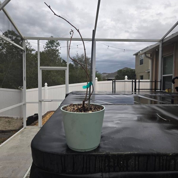 Maqui Seeds - 15 Organic Wild Harvested Maqui / Chilean Wineberry ...