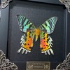 Real Framed Butterfly Sunset Moth Urania Ripheus Dried Insect Frame ...
