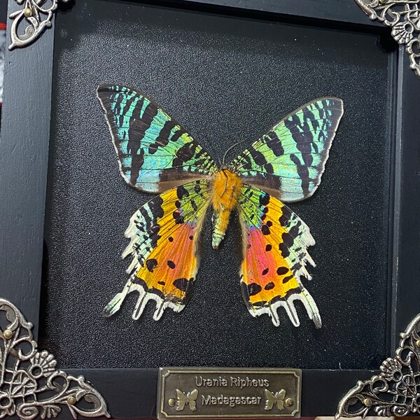 Real Framed Butterfly Sunset Moth Urania Ripheus Dried Insect Frame ...