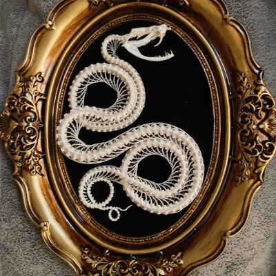 Real Silver Toadfish Skull, Silver Toadfish Skeleton, Lagocephalus ...