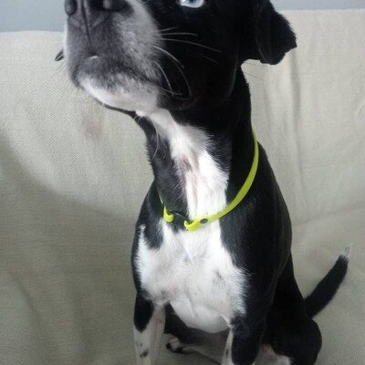 Bringsel Alert Biothane Vegan Leather Made to Order 20 Colours - Etsy