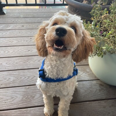 Lof Training Dog Harness With Handle, Designed to Fit Dogs Body Best ...