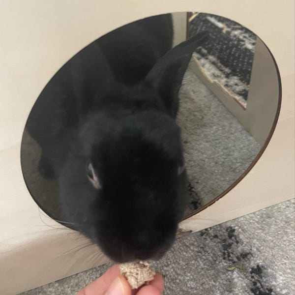 Gourmet Mini Donut Treats for Rabbits | Quality Treats for Rabbits ...