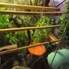 Reptile Climbing Ramp, Bearded Dragon Basking Platform, Rock Wall ...