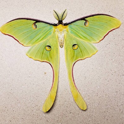 Luna Moth, Luna Moth Paper Cutouts, Realistic Paper Moths, 5 Pieces - Etsy