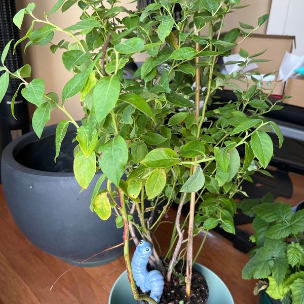 Blueberry Sunshine - 1 Feet Tall - Ship in 6" Pot - Etsy