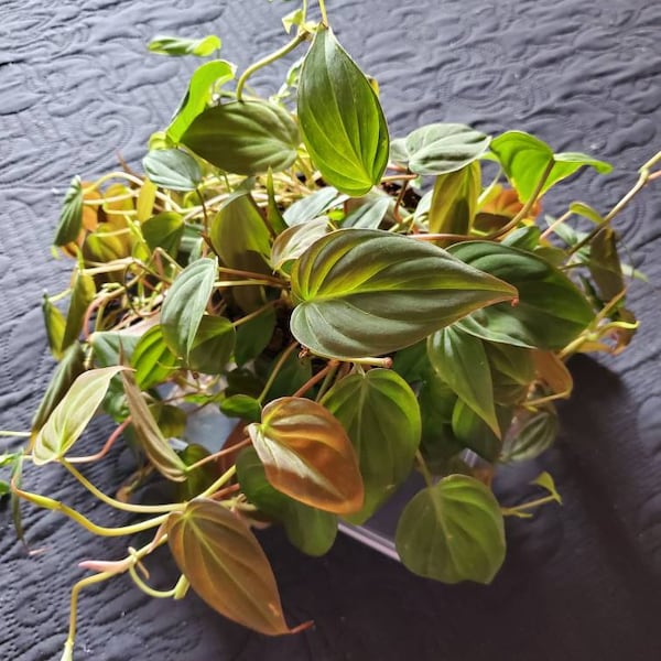 Philodendron Mican : Indoor Plants - Easy Care Houseplant - Starter ...