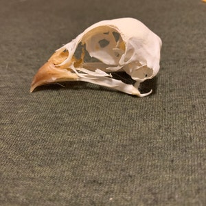 Pheasant Skull, Real Bone, Natural Material - Etsy
