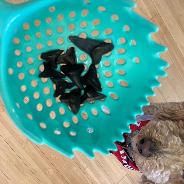 Shell Scoop, Rock Hunt Scoop, Shark Tooth Sifter, Sand Scoop, Rock ...