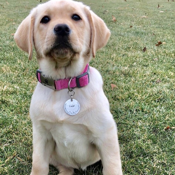 Custom ID Dog Tag, the Maisie, Hand Stamped Dog Tag, Tag for Dog, Puppy ...