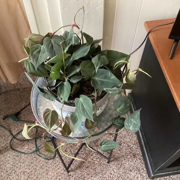 Mican Philodendron | Velvet Leaf Philo | Indoor & Outdoor Live Tropical ...