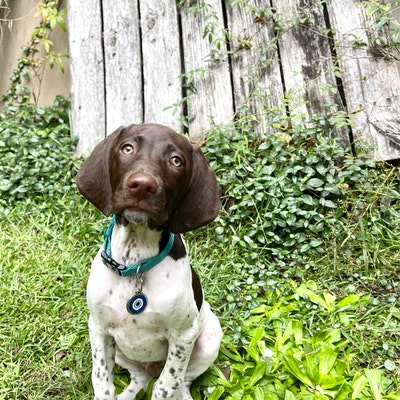 Evil Eye Enamel Stainless Steel Personalized Custom Pet Tag LIFETIME ID ...