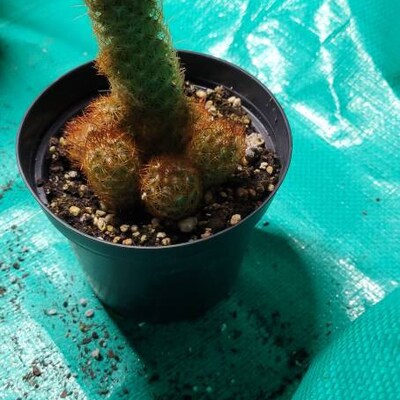Fire Mammillaria Elongata Copper King Cactus Rare Succulent Live Cacti ...